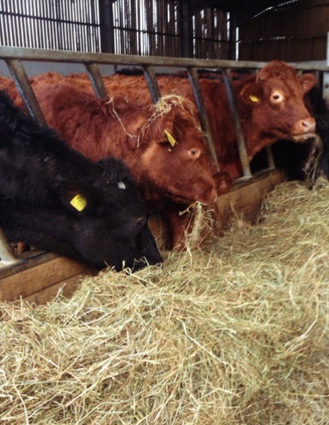 Gallery - Newhall Farm