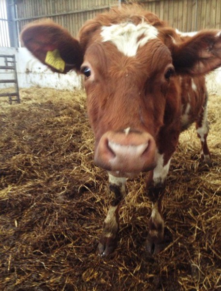 Gallery - Newhall Farm