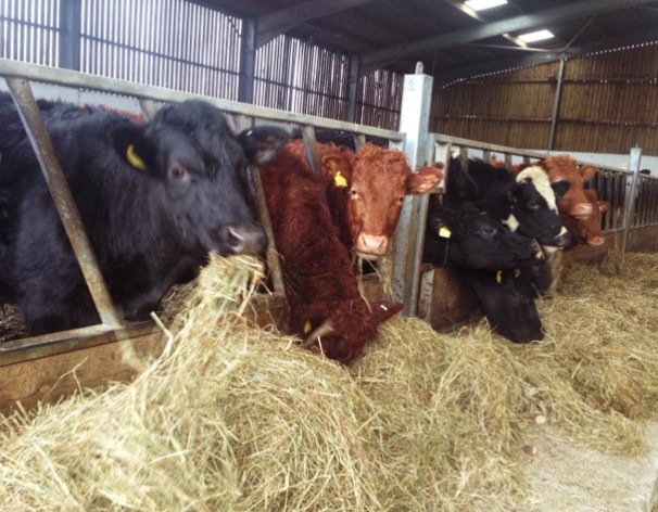 Gallery - Newhall Farm