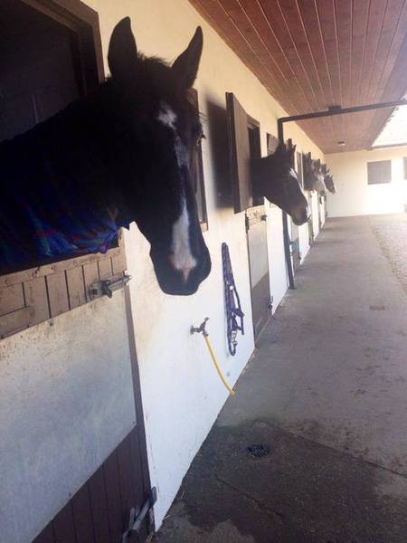 Gallery - Newhall Farm