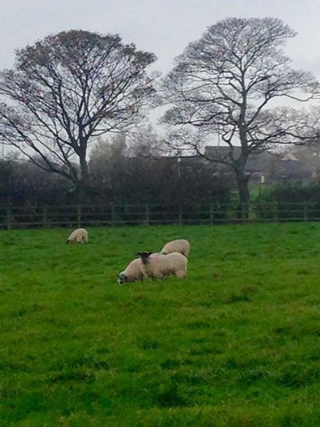 Gallery - Newhall Farm