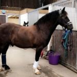 Gallery – Newhall Farm