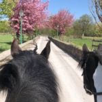 Gallery – Newhall Farm