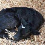 Gallery – Newhall Farm